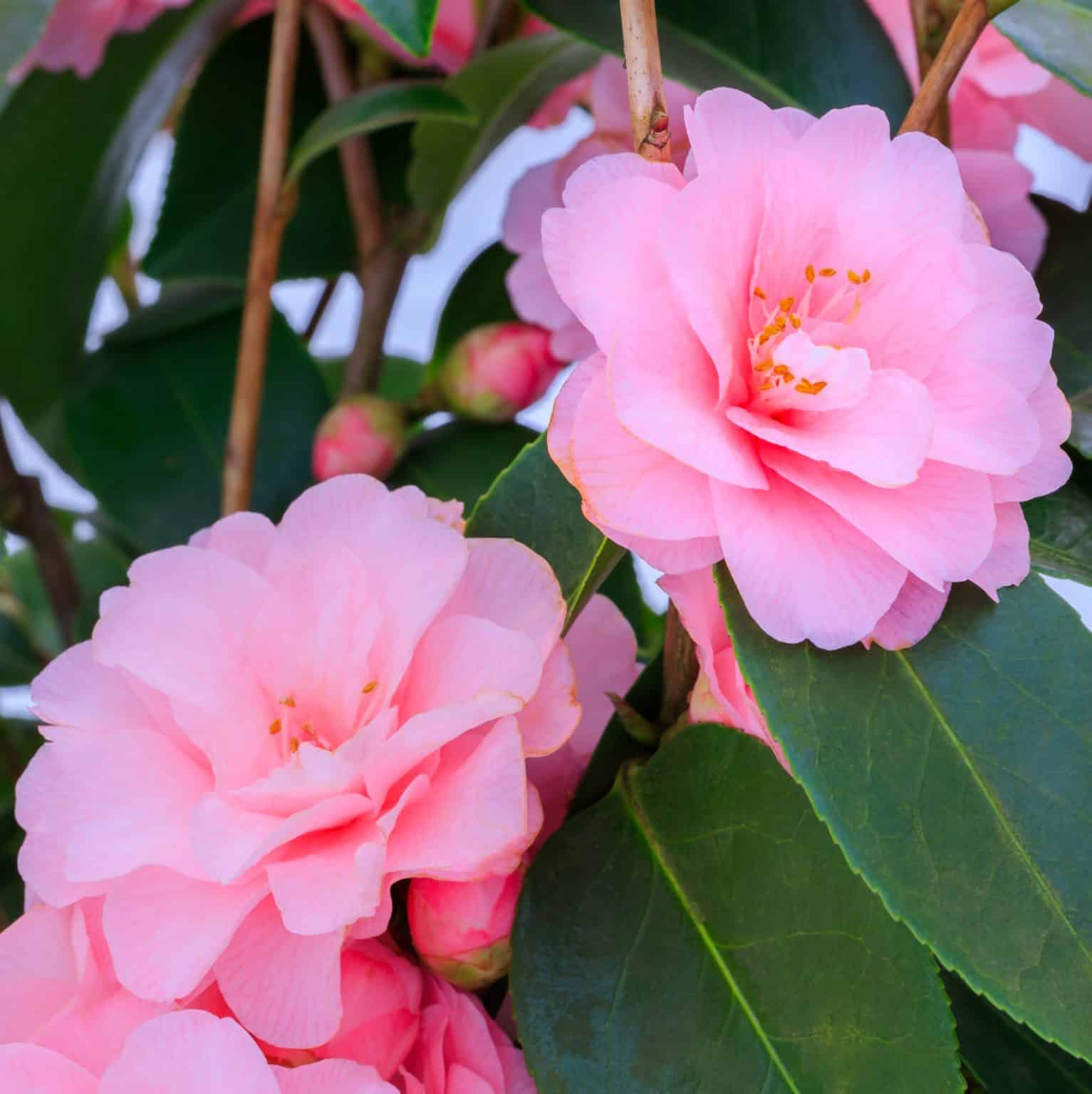 Bright And Cheerful Flowers For Spring - Ron & Alicia Robinson Florist