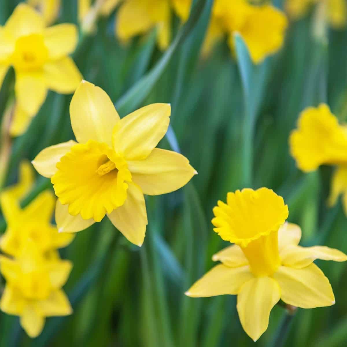 Bright And Cheerful Flowers For Spring - Ron & Alicia Robinson Florist